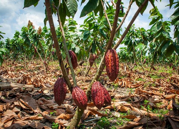 Nestlé Cocoa Plan | Film about sustainable cocoa in Ecuador & Ivory Coast